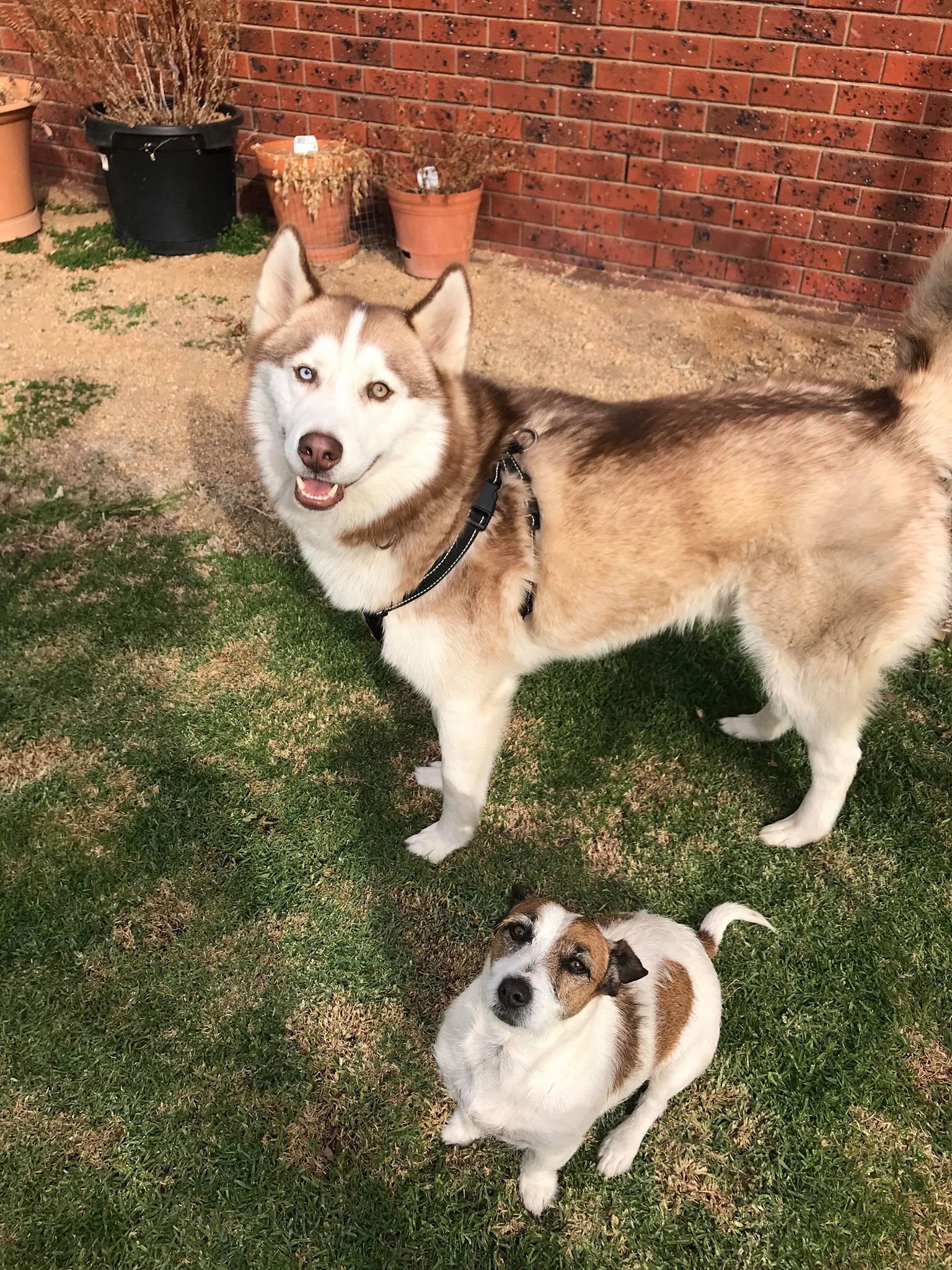 Loofy - Medium Male Siberian Husky Dog in VIC - PetRescue