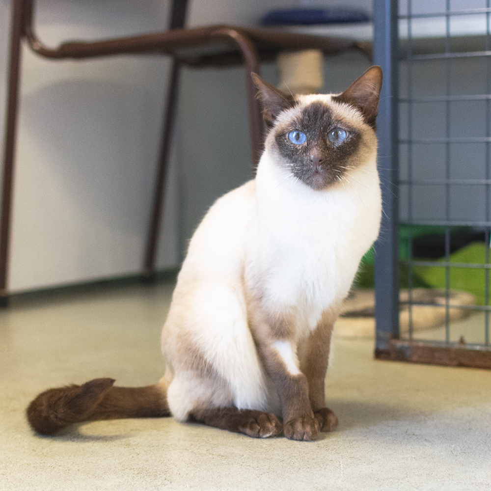 Silk (87050) - Female Siamese Cat in VIC - PetRescue