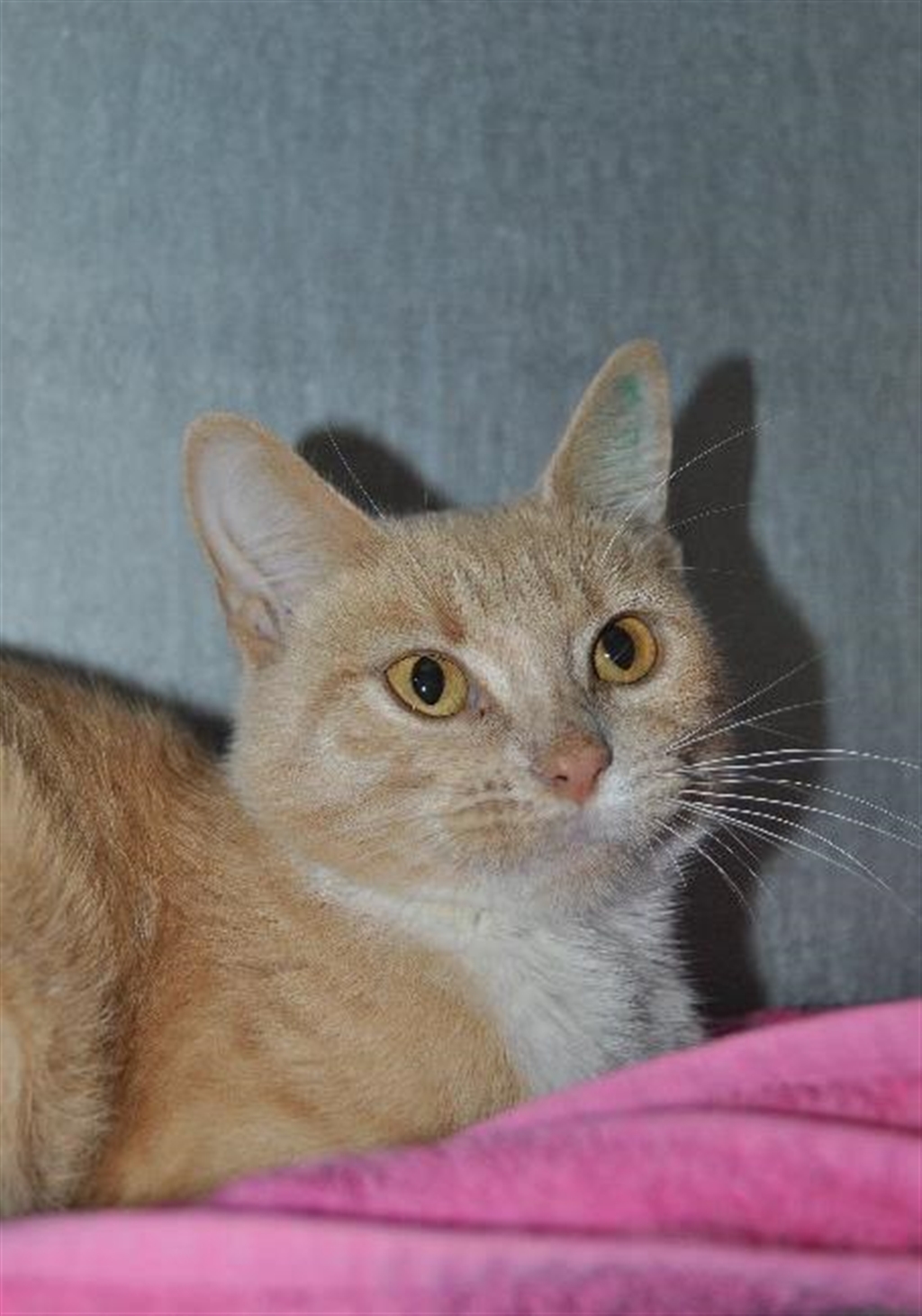 Rosa - Female Manx Mix Cat in QLD - PetRescue