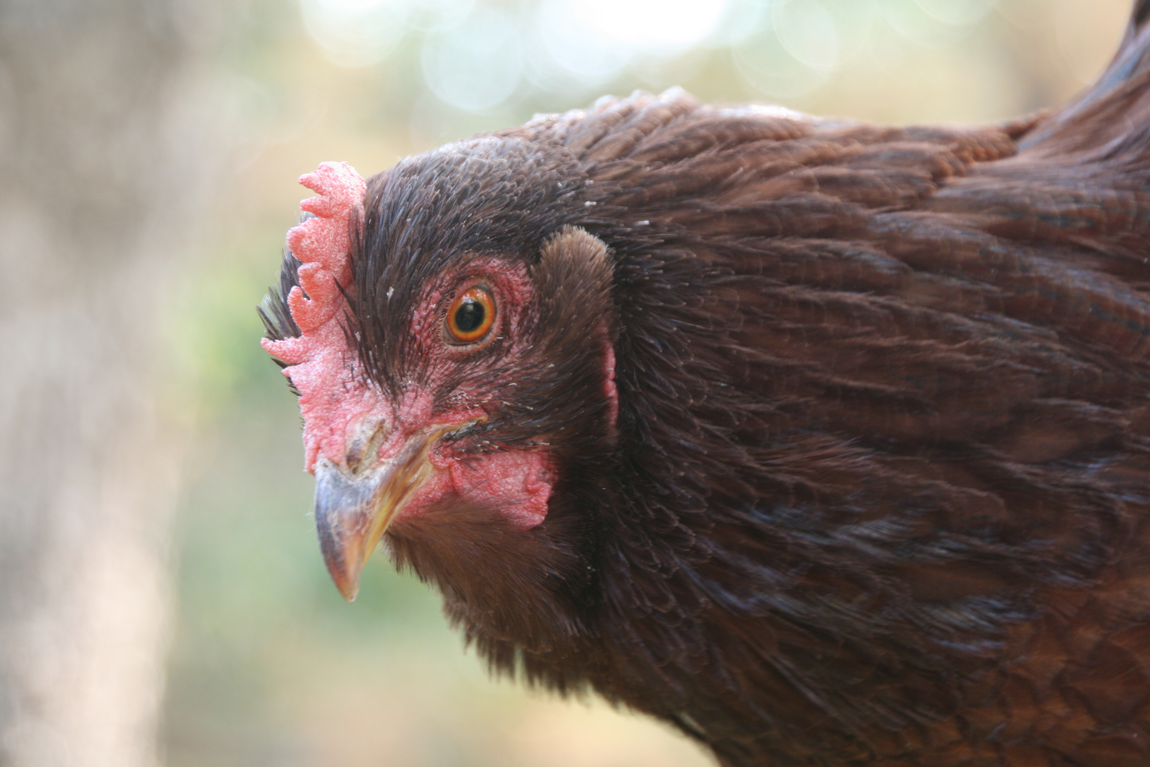 Dolores and Vanessa - Female Chicken in NSW - PetRescue