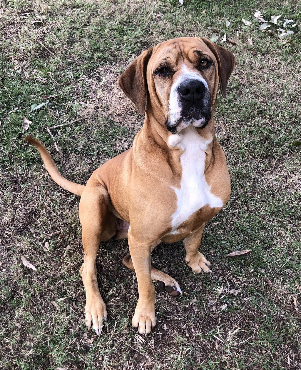 RSPCA Gympie - PetRescue