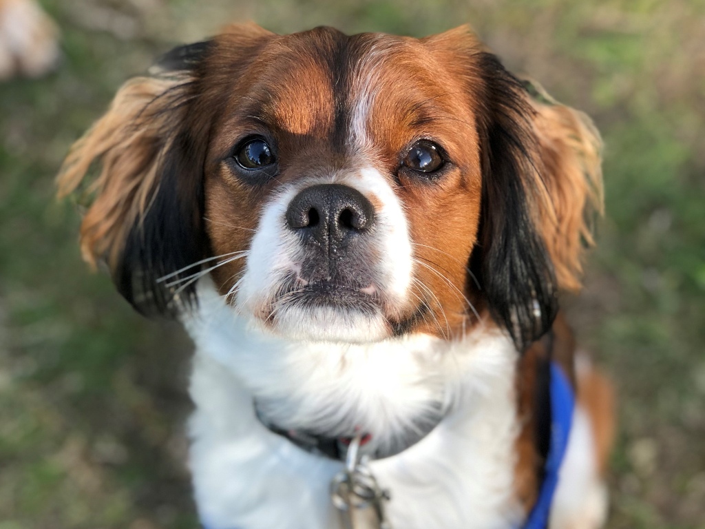 Jake - Small Male Cavalier King Charles Spaniel Mix Dog in VIC - PetRescue