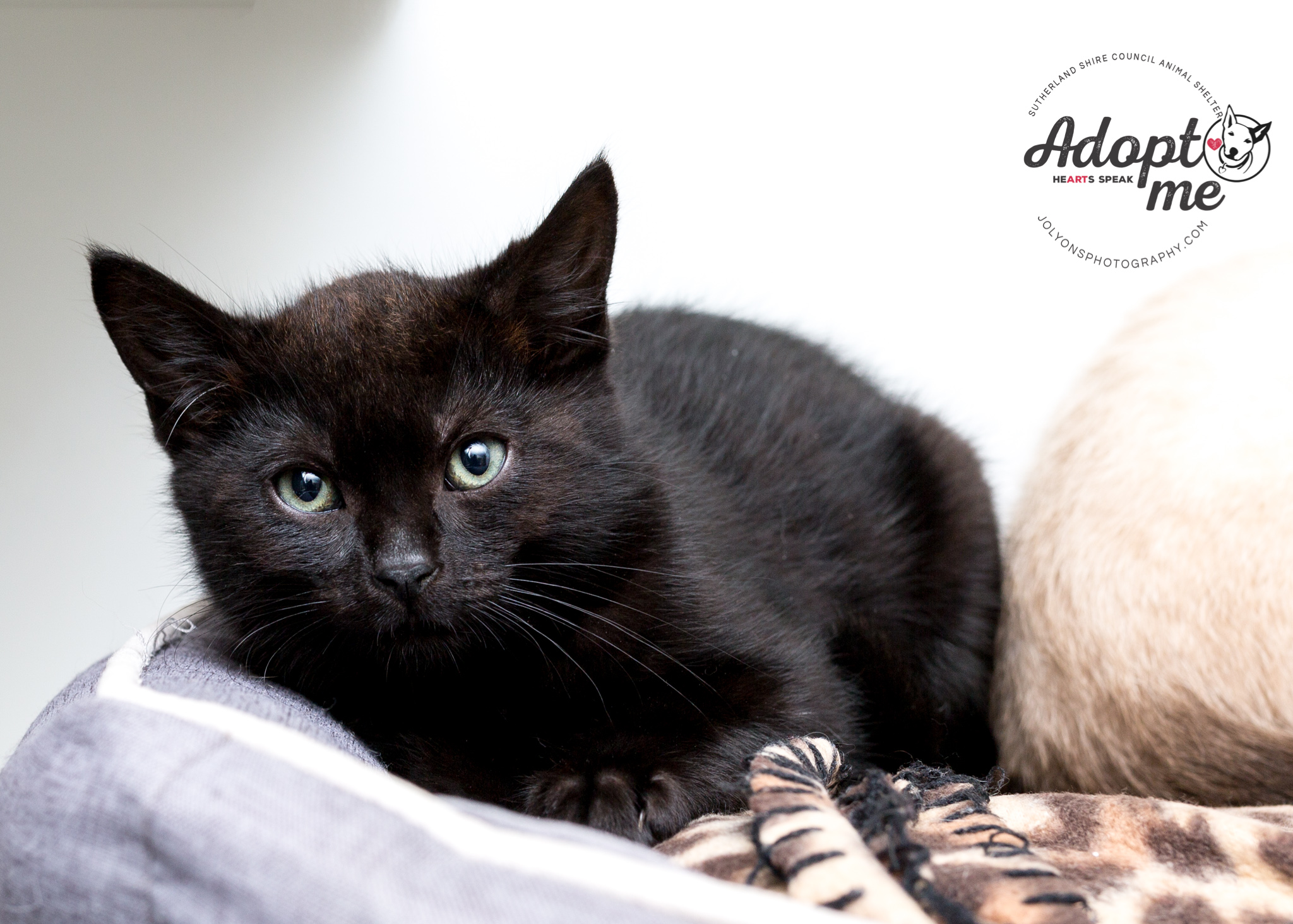 Fiji - Male Domestic Short Hair Cat in NSW - PetRescue