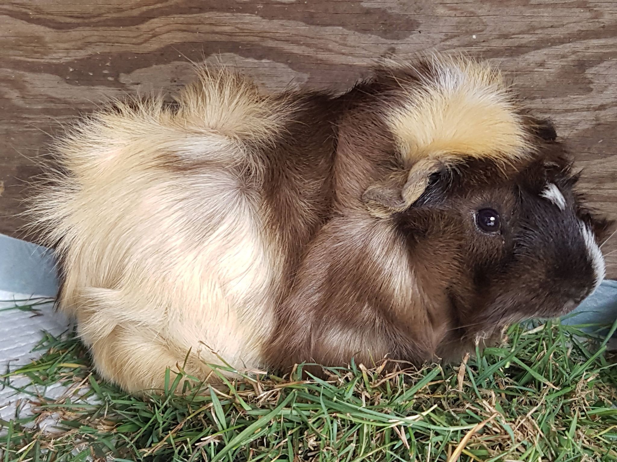 Hershey - Male Long-hair Mix Guinea Pig in QLD - PetRescue