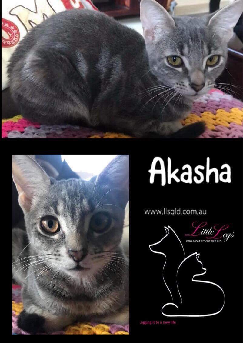 Akasha - Female Domestic Short Hair Cat in QLD - PetRescue