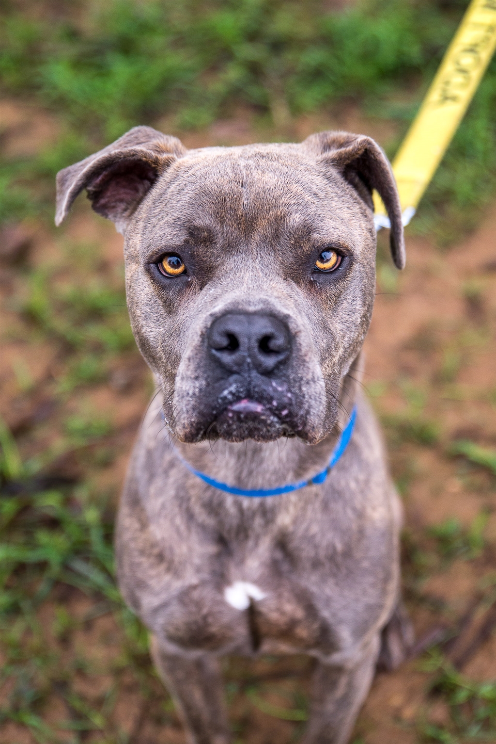 Frankenstein - Medium Male French Bulldog x American Staffi Mix Dog in ...