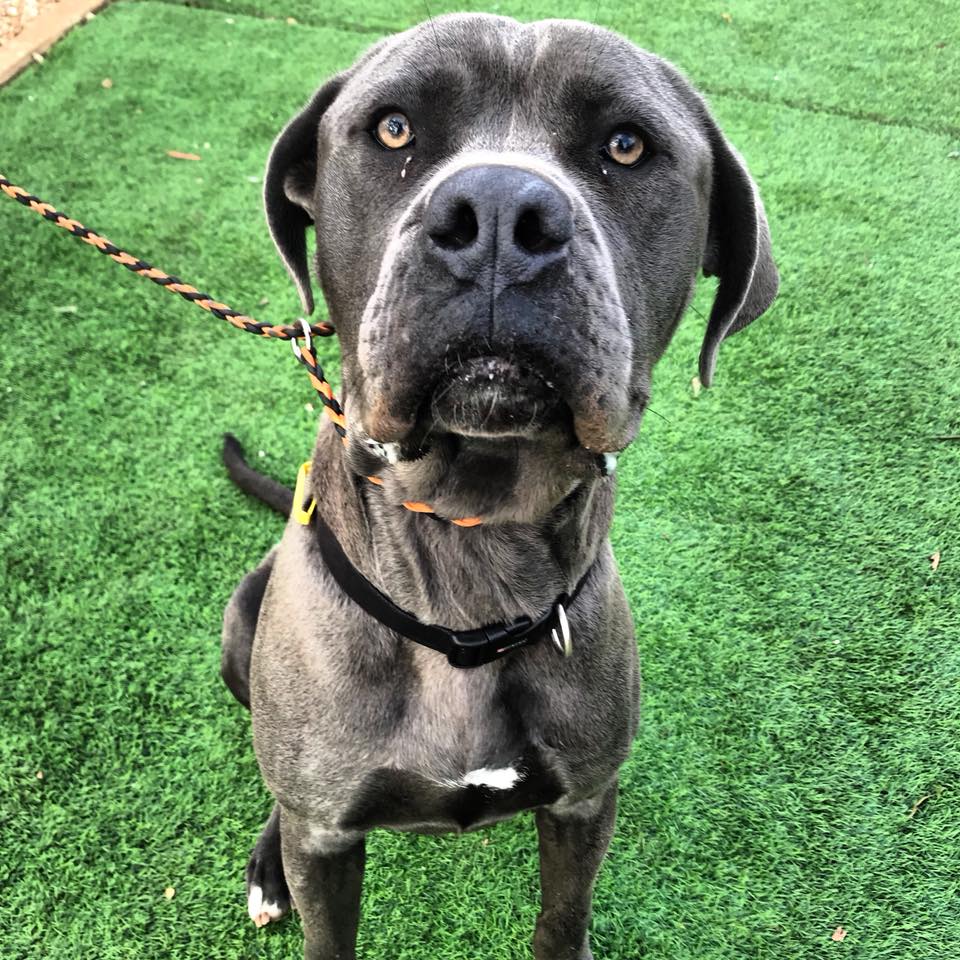 Duke - Large Male Neapolitan Mastiff Mix Dog in SA - PetRescue