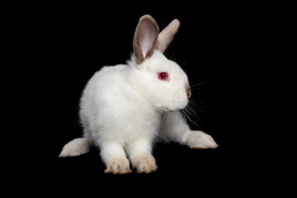 Kurt Cobun - Male Rabbit in NSW - PetRescue