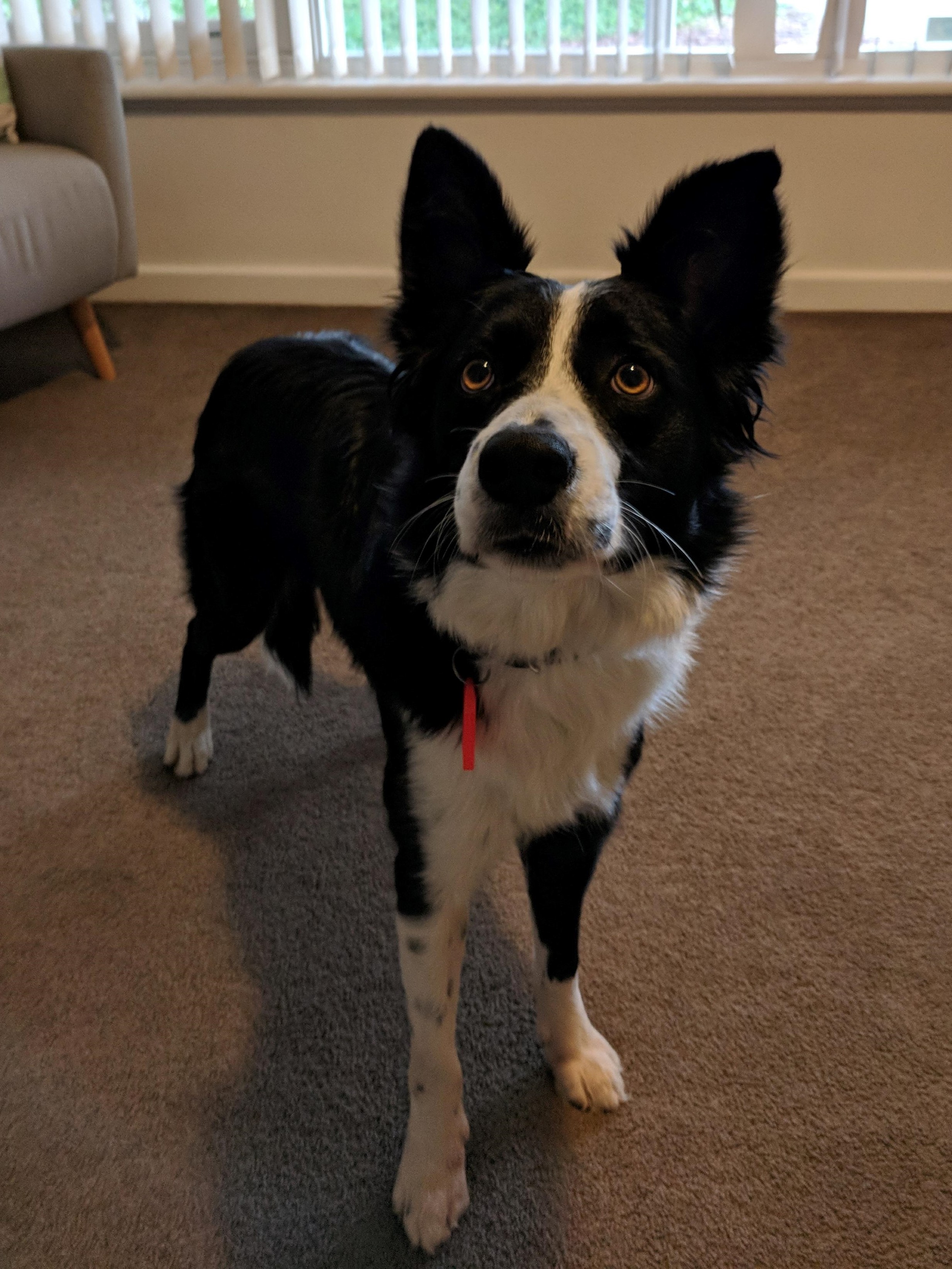 **On Trial** Petey - Medium Male Border Collie Dog in SA - PetRescue