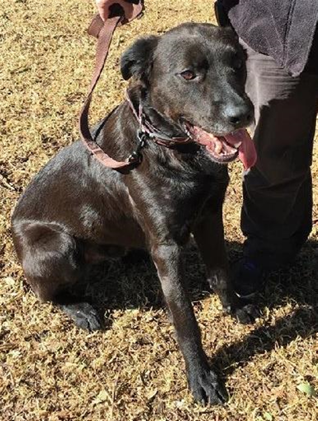 Charlie Brown - Medium Male Labrador Retriever Mix Dog in QLD - PetRescue