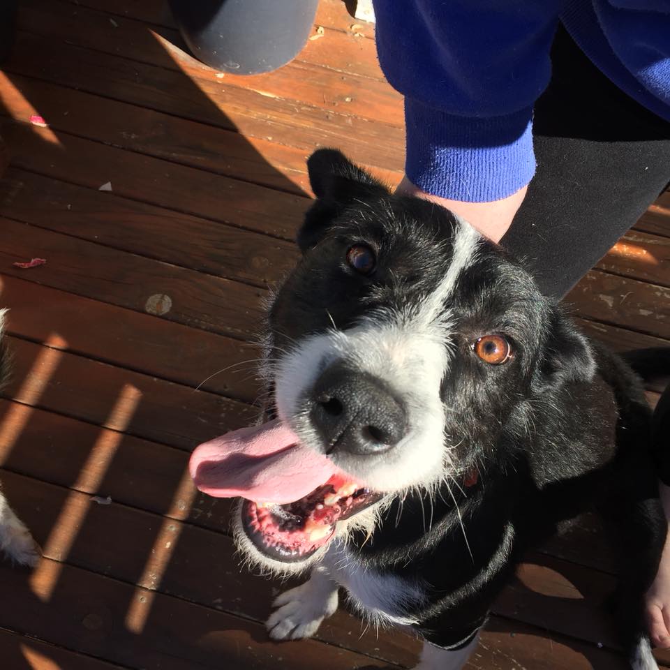 Basil - Medium Male Border Collie x Wolfhound Mix Dog in NSW - PetRescue