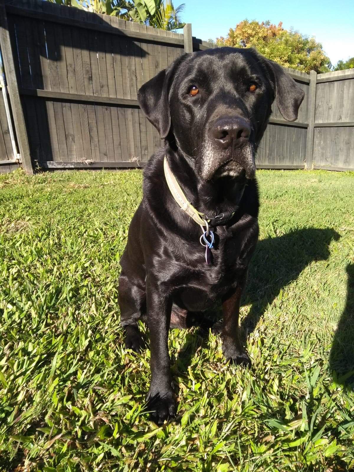 Rusty - Medium Male Labrador Dog in QLD - PetRescue