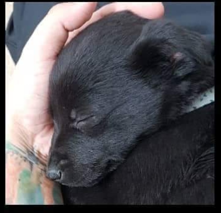 Lego - Medium Male Border Collie x Kelpie Dog in QLD - PetRescue