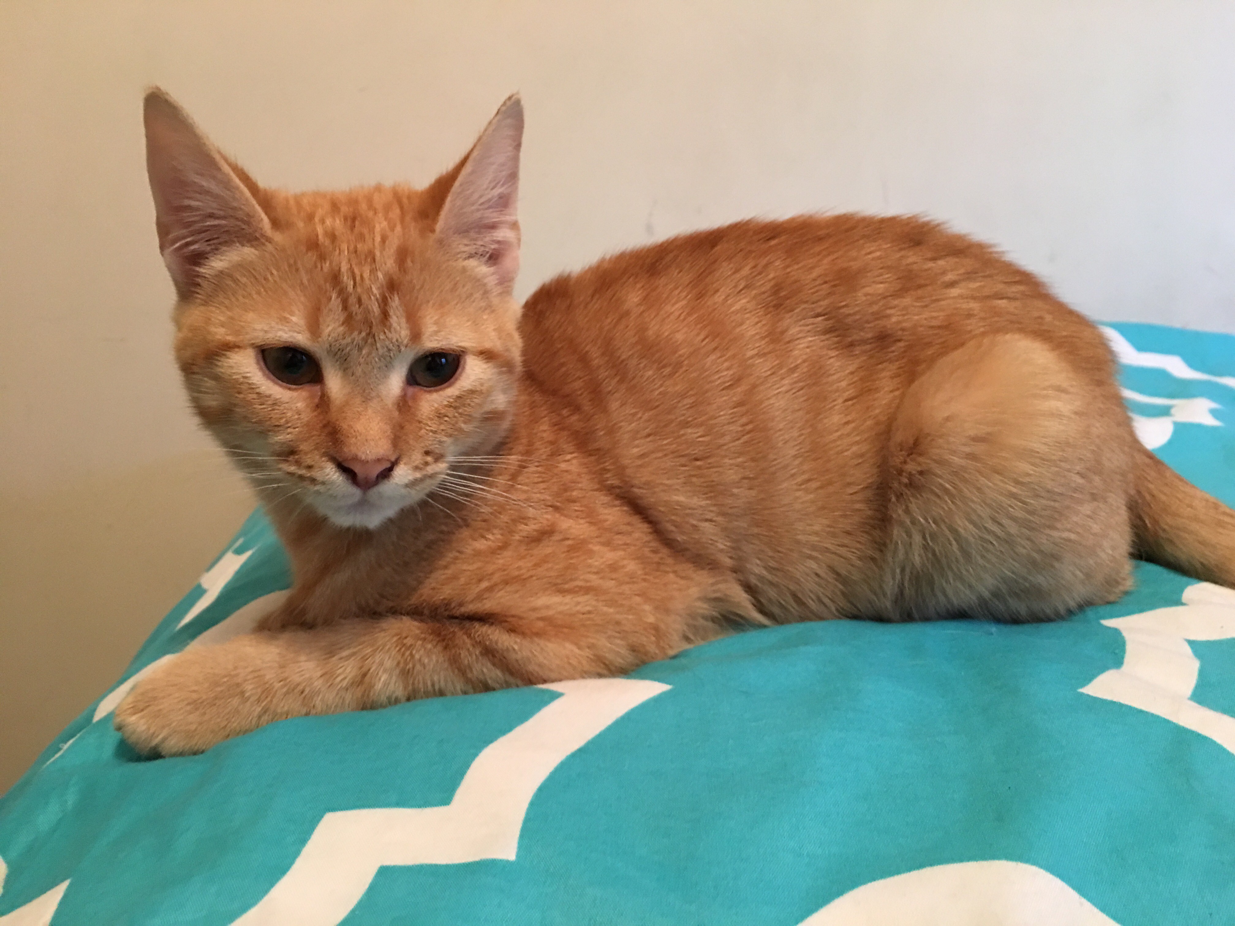 Meelo - Male Domestic Short Hair Mix Cat in NSW - PetRescue