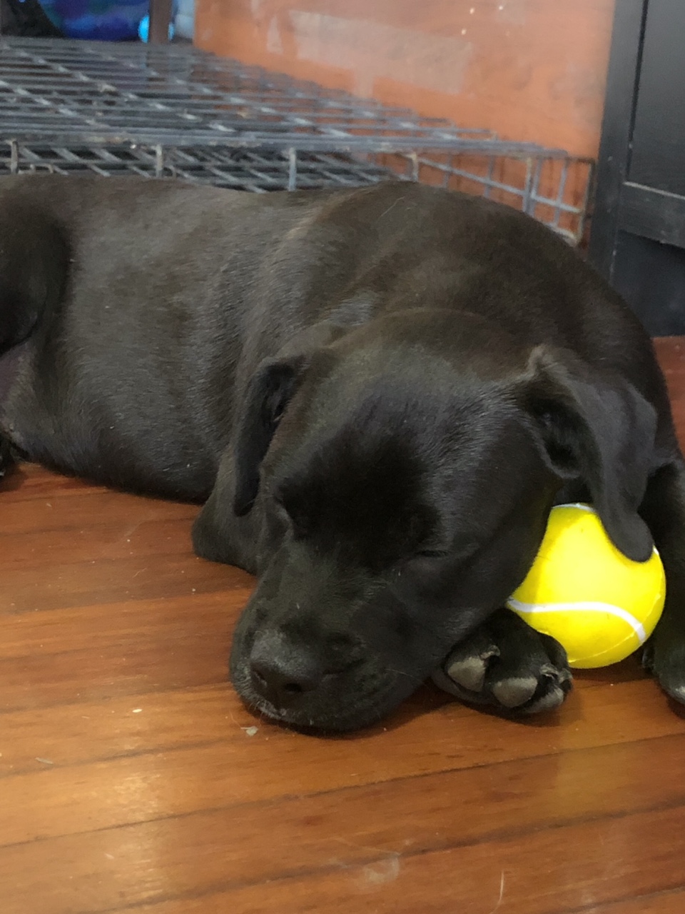 Henry - Medium Male French Bulldog x Golden Retriever Dog in QLD ...