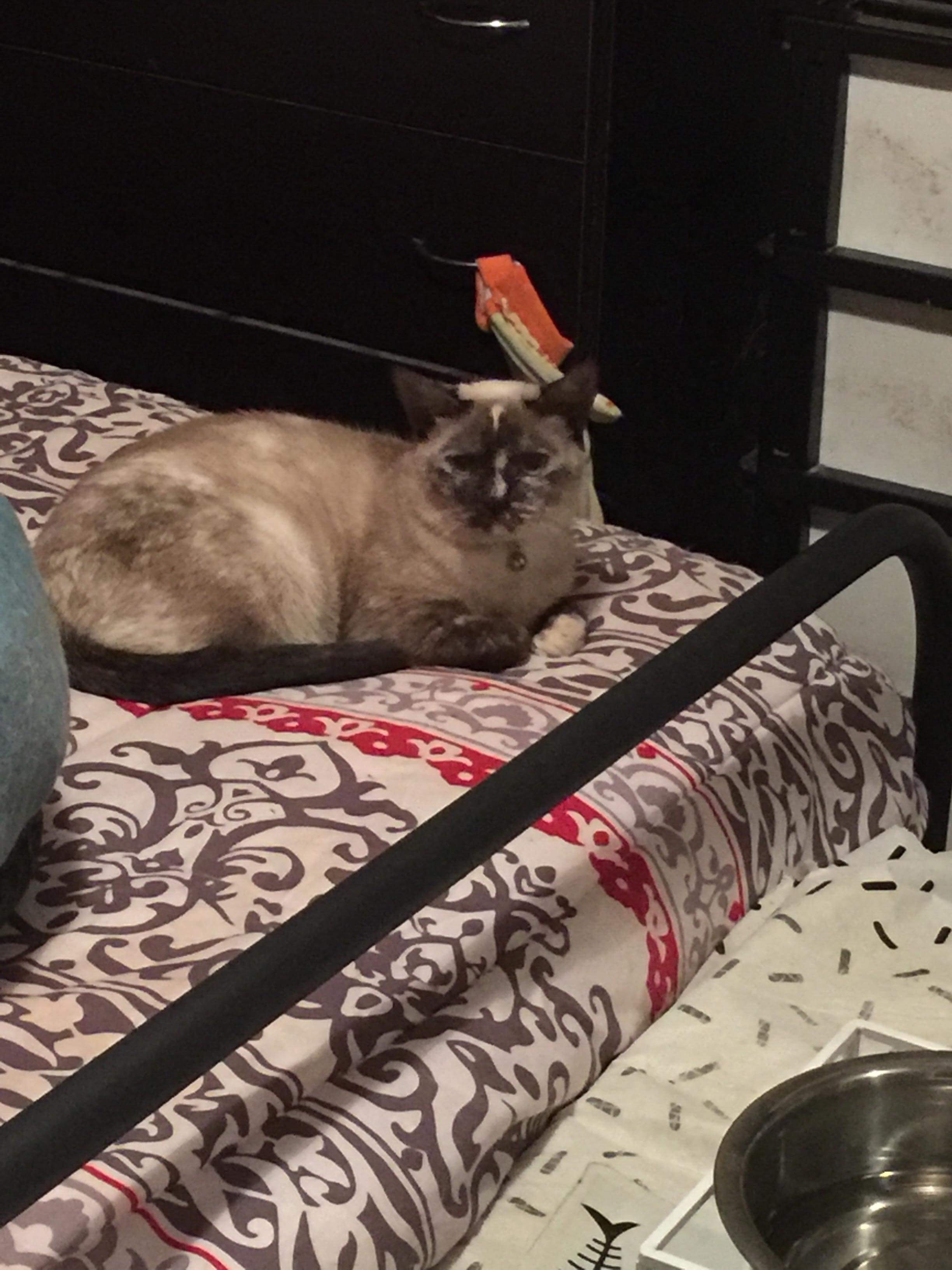 Charm - Female Layanese Mix Cat in QLD - PetRescue