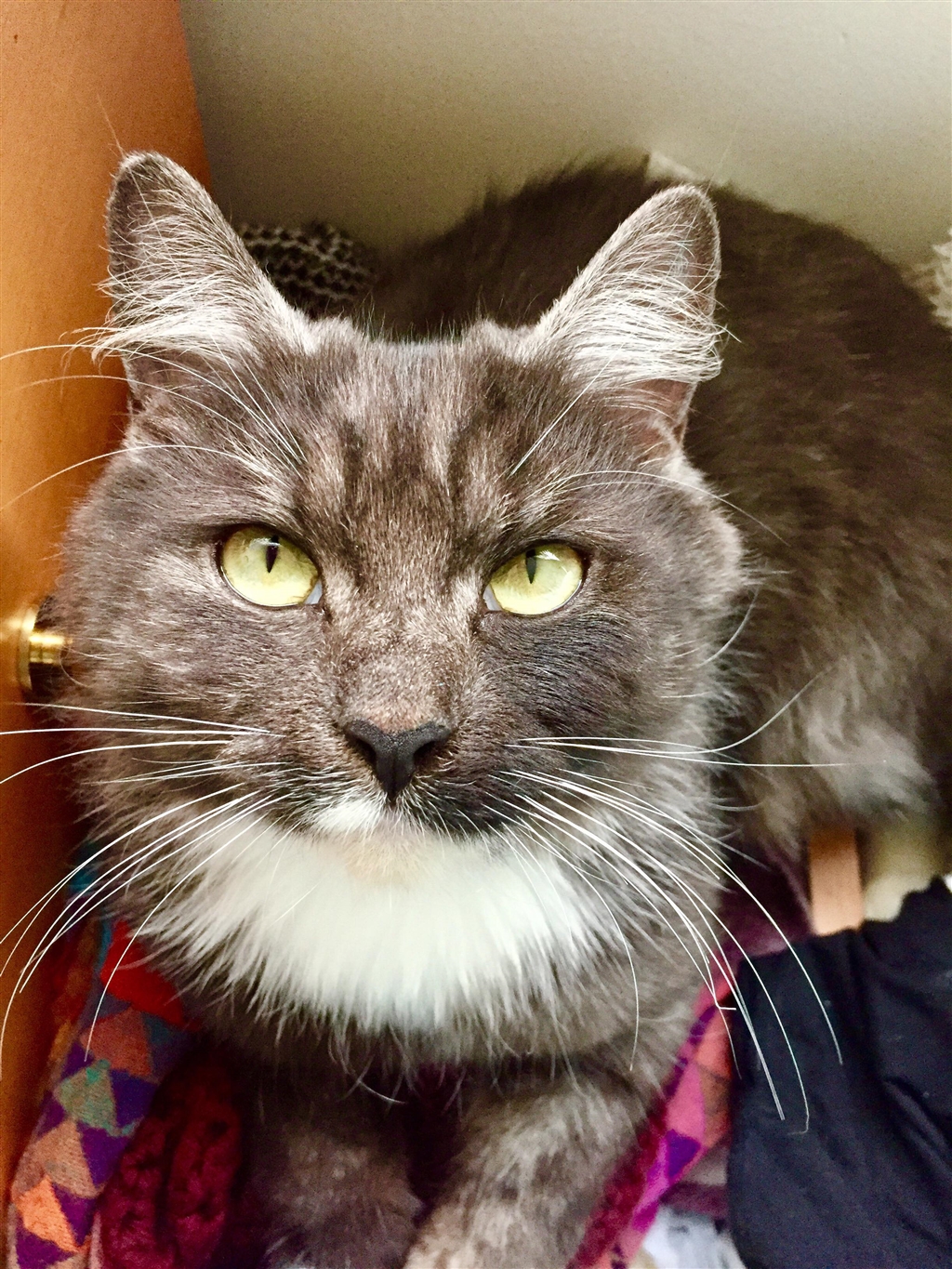 Dusty - Female Dmh Mix Cat in VIC - PetRescue