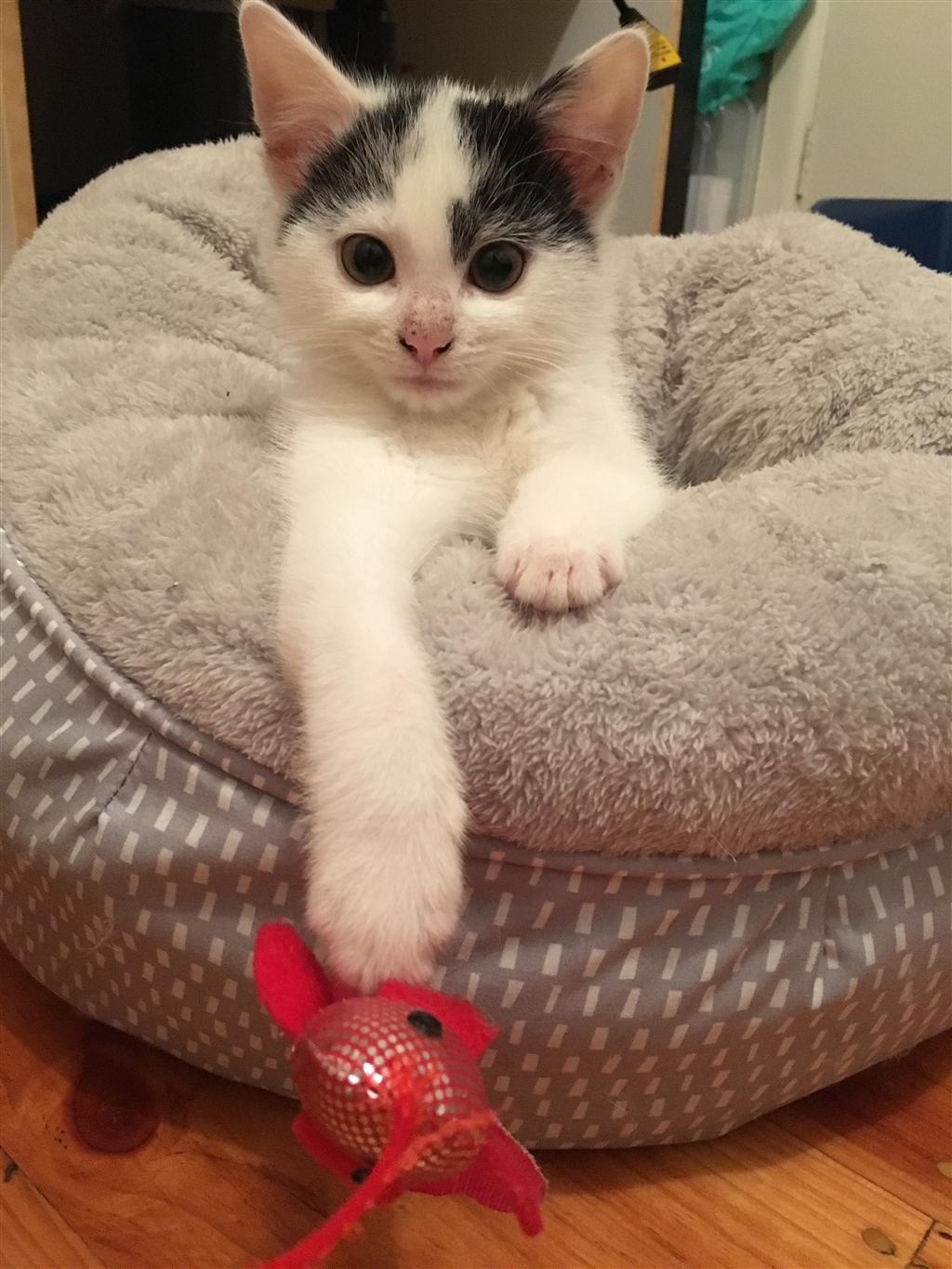 David(now Toby) - Male Dsh Mix Cat in VIC - PetRescue