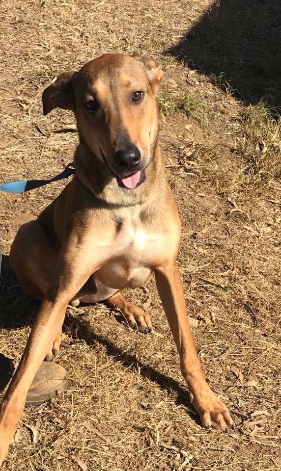 Silas - Large Male Huntaway Mix Dog in QLD - PetRescue