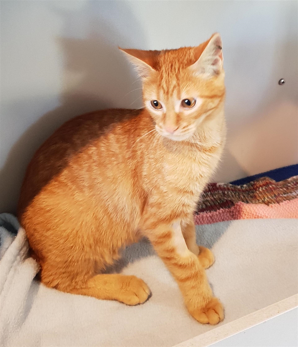 Bobbi - Female Manx Mix Cat in QLD - PetRescue