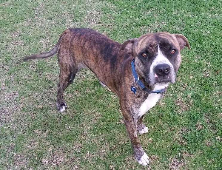 Tige - Medium Male Boxer x Staffordshire Bull Terrier Mix Dog in VIC ...