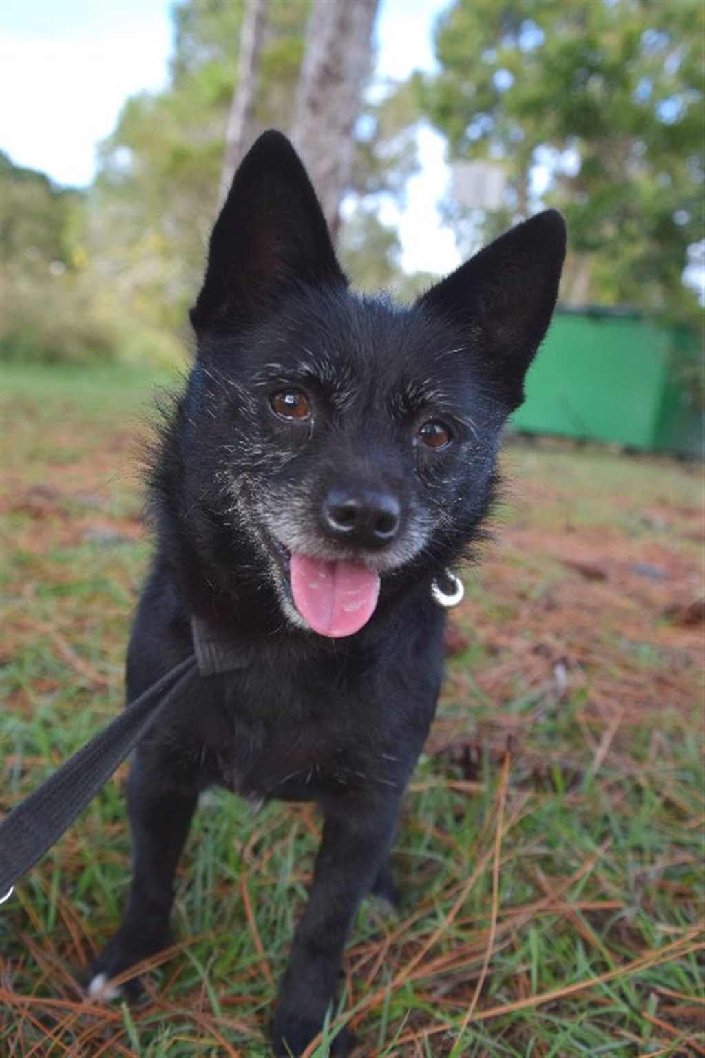 Sparky - Small Female Schipperke Mix Dog in QLD - PetRescue