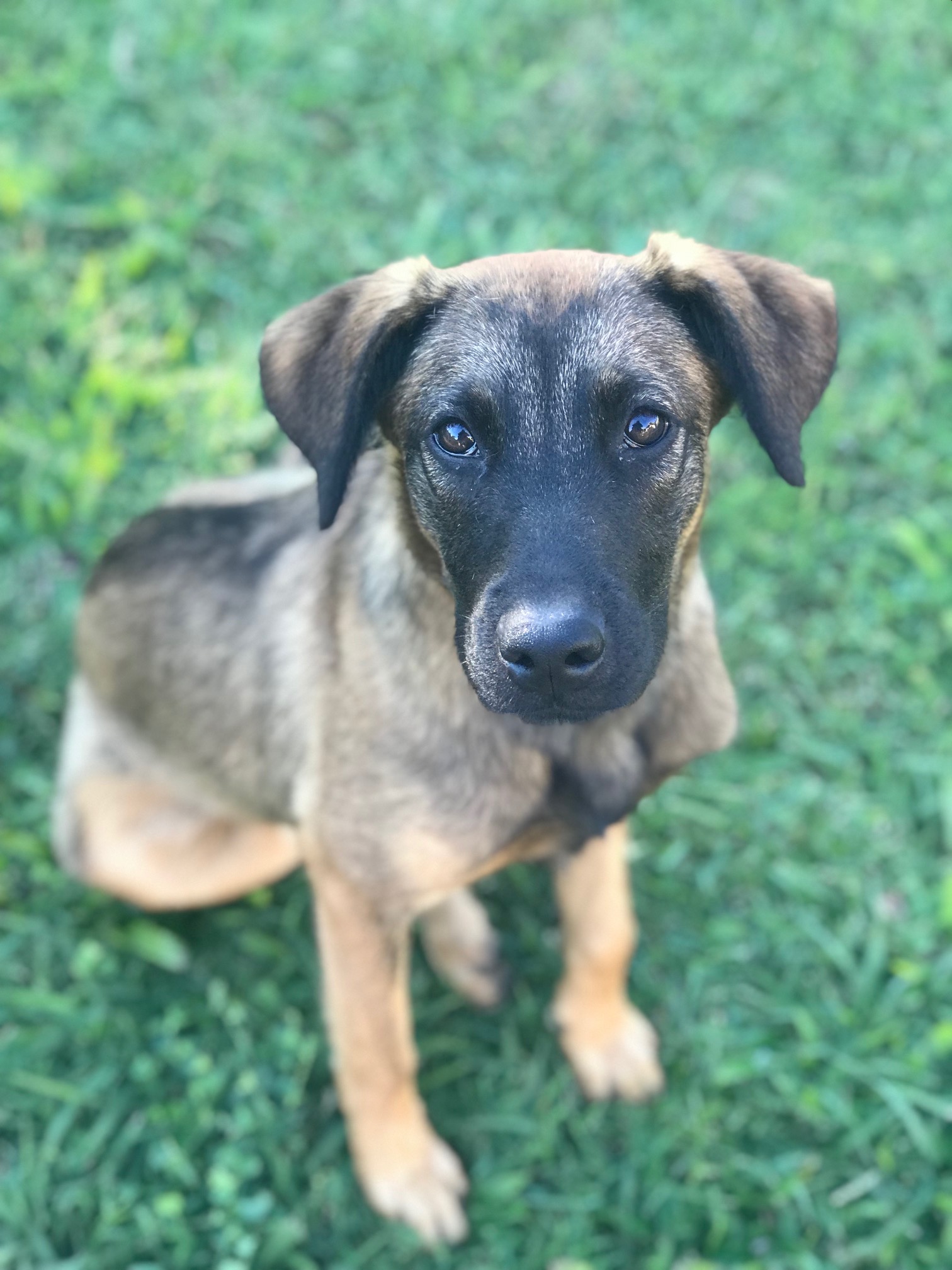 Macie - Medium Female German Shepherd x Kelpie Dog in QLD - PetRescue