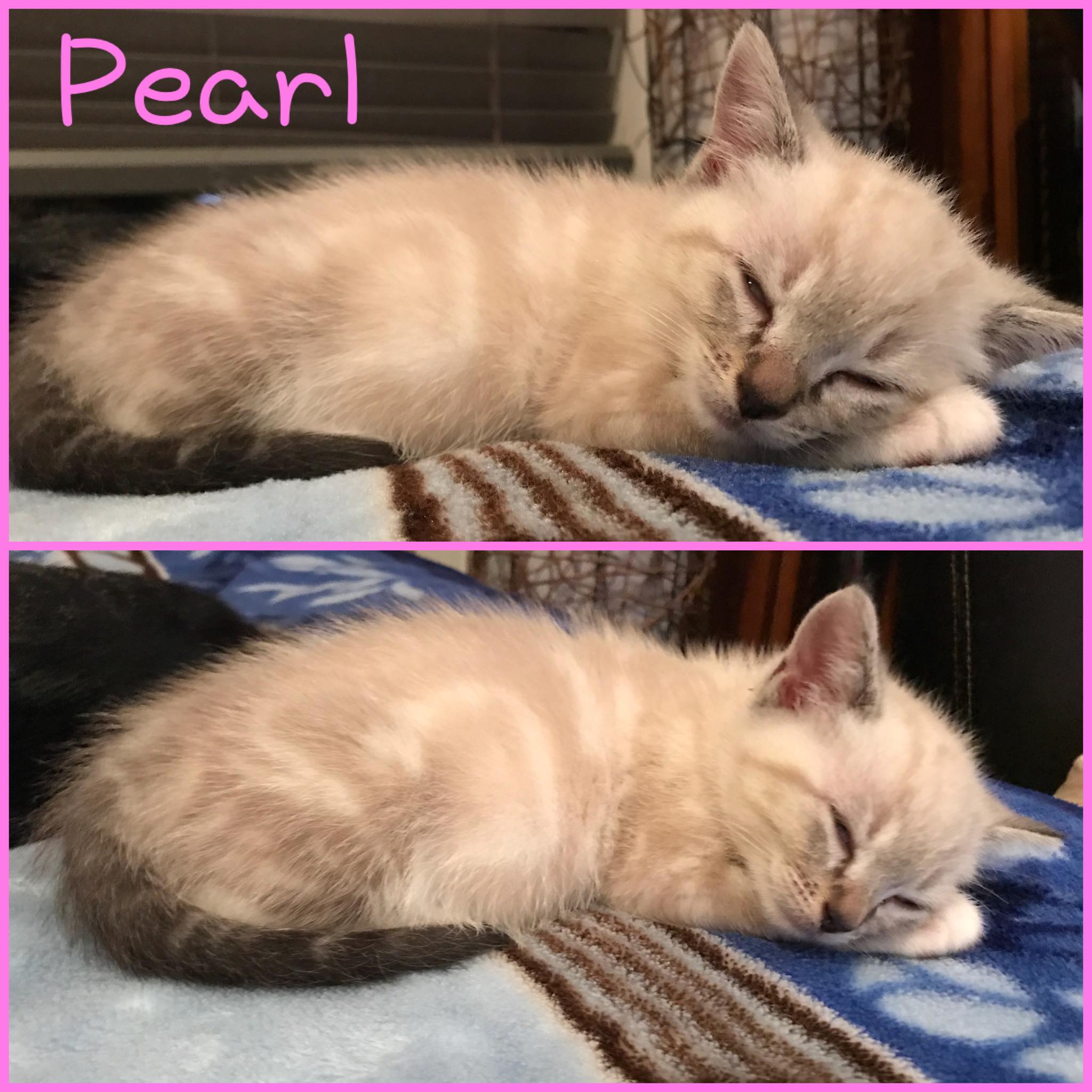 Pearl - Female Ragdoll Mix Cat in QLD - PetRescue