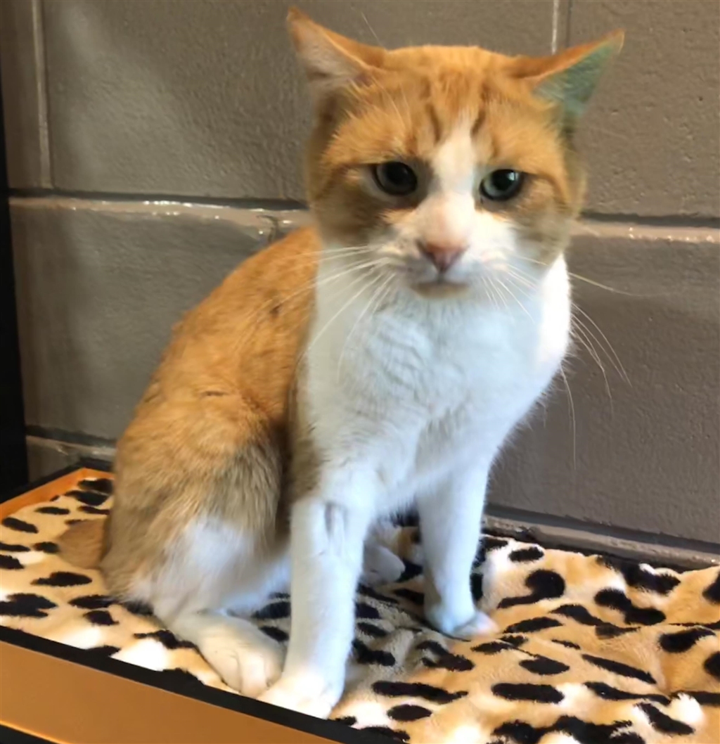 Jag - Male Manx Mix Cat in QLD - PetRescue