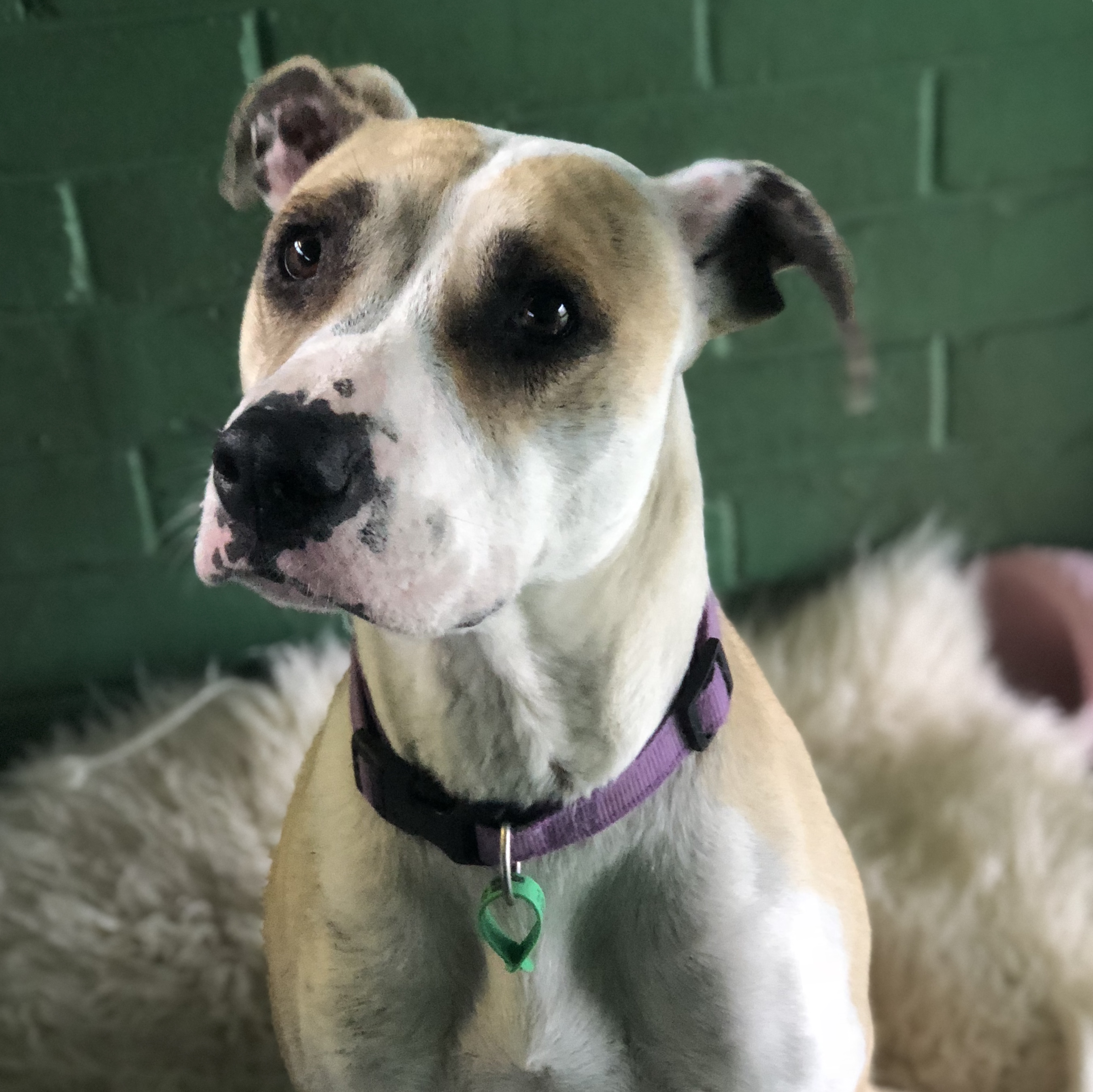 Emmi - ID 42676 - Large Female Australian Bulldog x Staghound Dog in ...