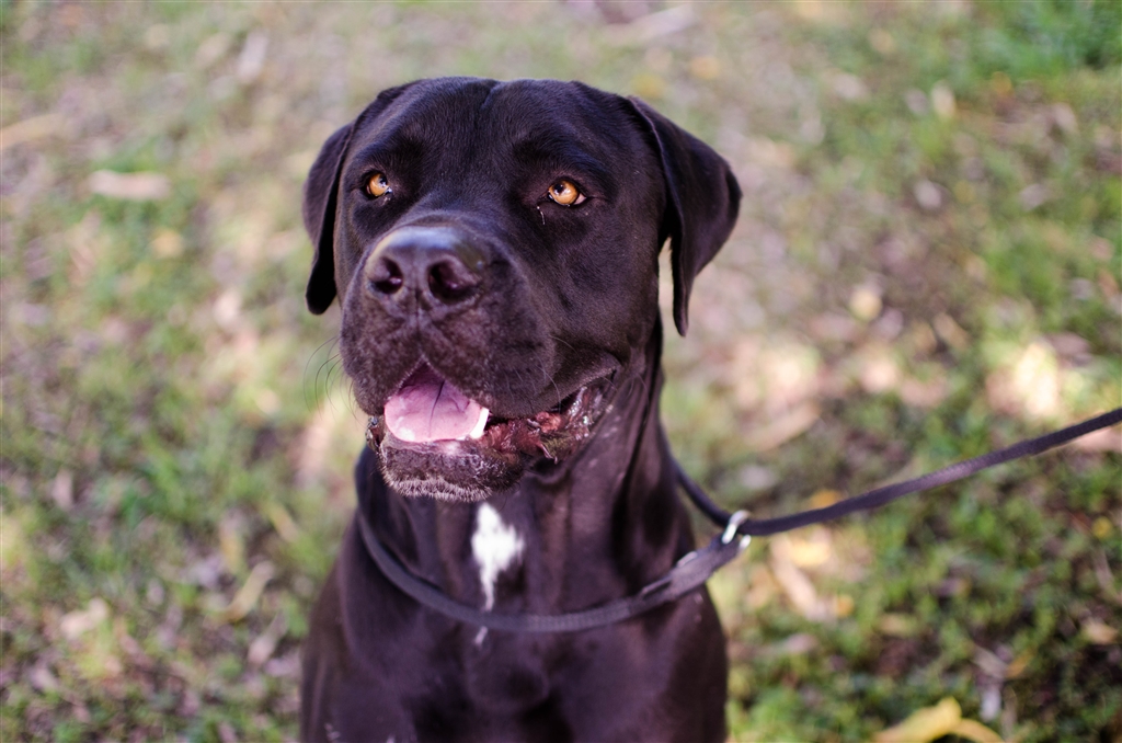 Hercules - Large Male Rottweiler x Australian Bandog Mix Dog in QLD ...