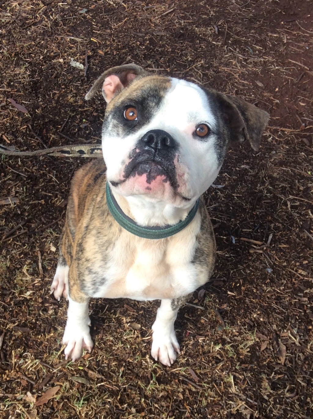 Cruz - Medium Male Australian Bulldog Mix Dog in QLD - PetRescue