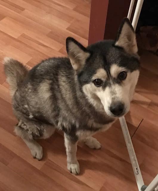 Mischa and Steele - Large Female Siberian Husky Dog in VIC - PetRescue