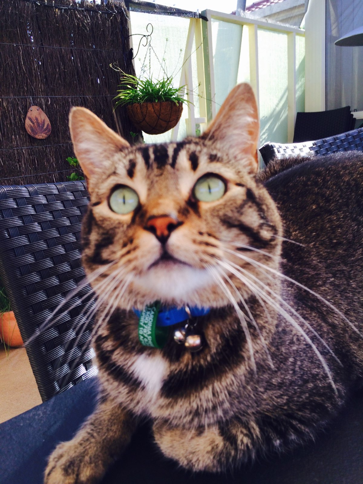 Malachi - Male Bengal Mix Cat in VIC - PetRescue