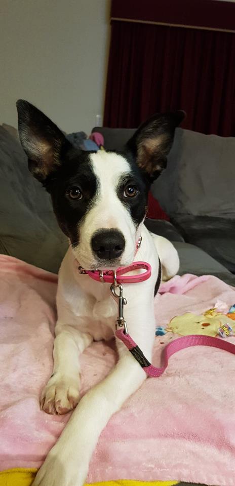 "Gypsy" - Medium Female Border Collie x Whippet Mix Dog in VIC - PetRescue