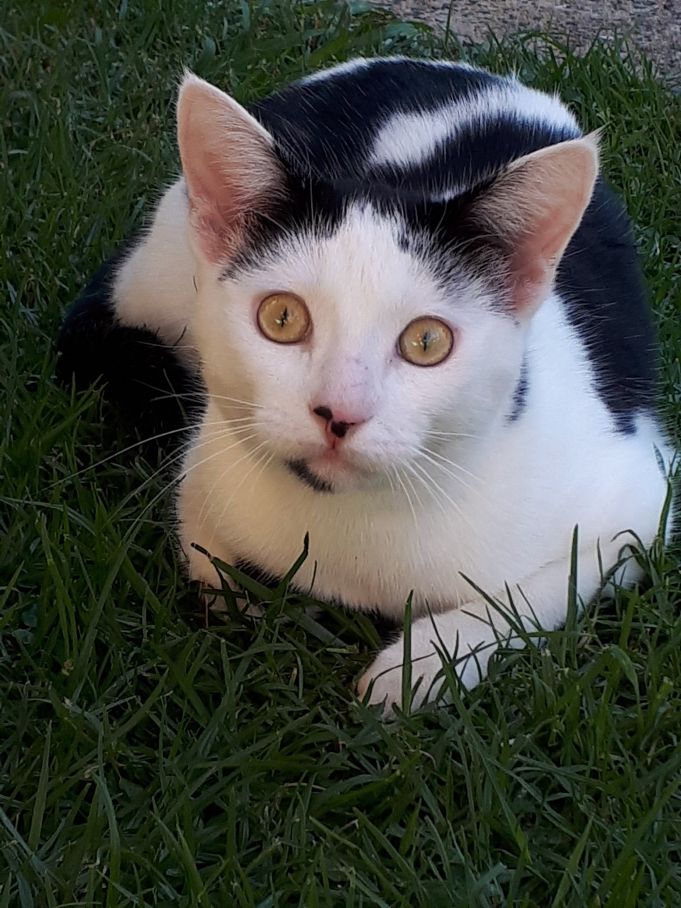 C399 Pongo - Male Domestic Short Hair Cat in NSW - PetRescue