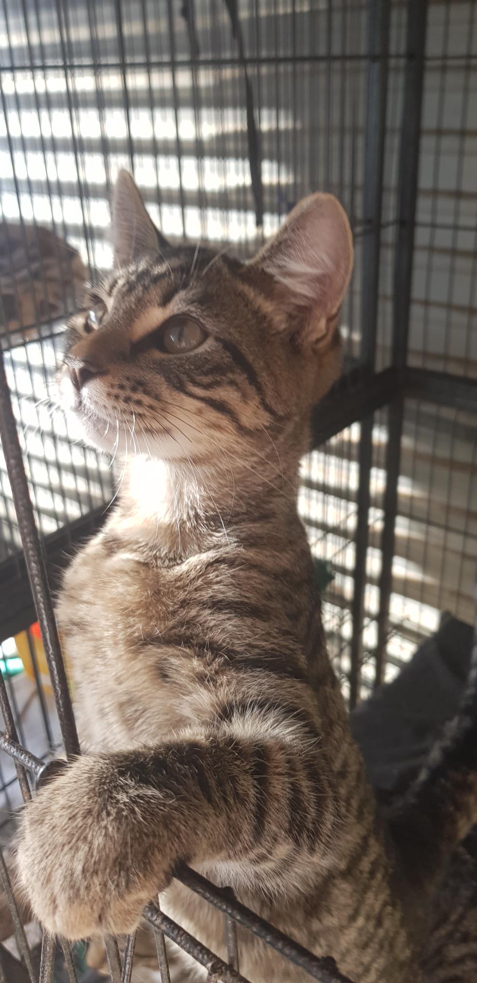 Dougie - Male Domestic Short Hair Cat in QLD - PetRescue