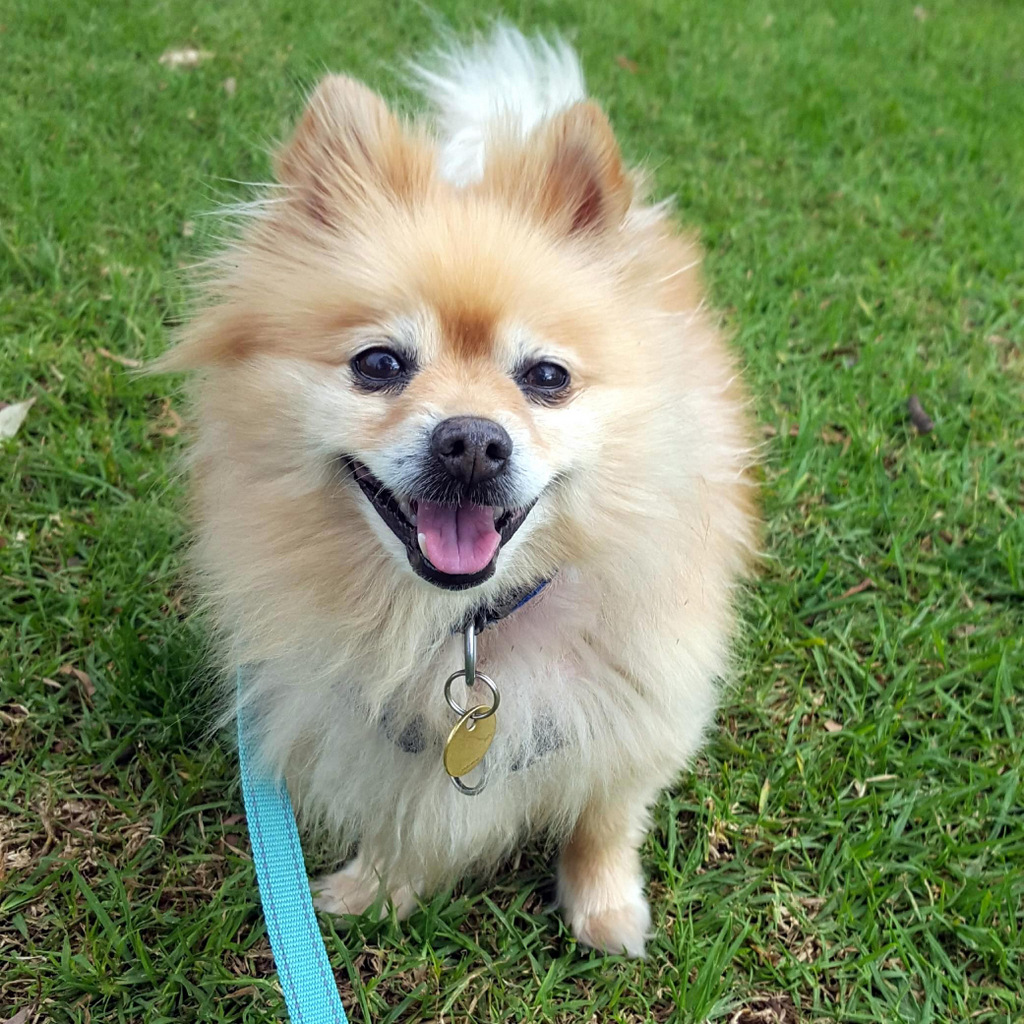Bella - Small Female Pomeranian Dog in VIC - PetRescue