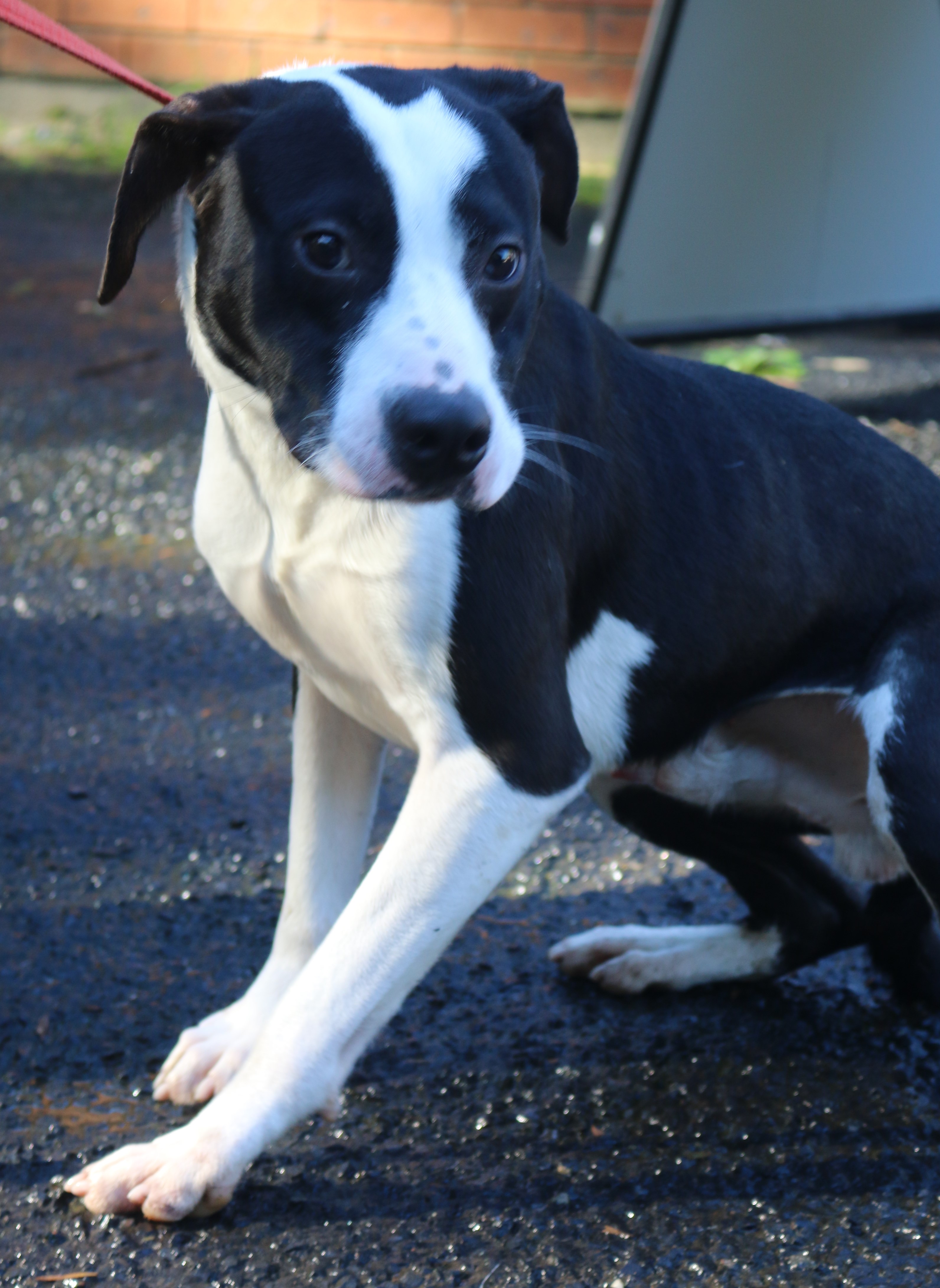 Vinnie - Medium Male Staffy Mix Dog in NSW - PetRescue