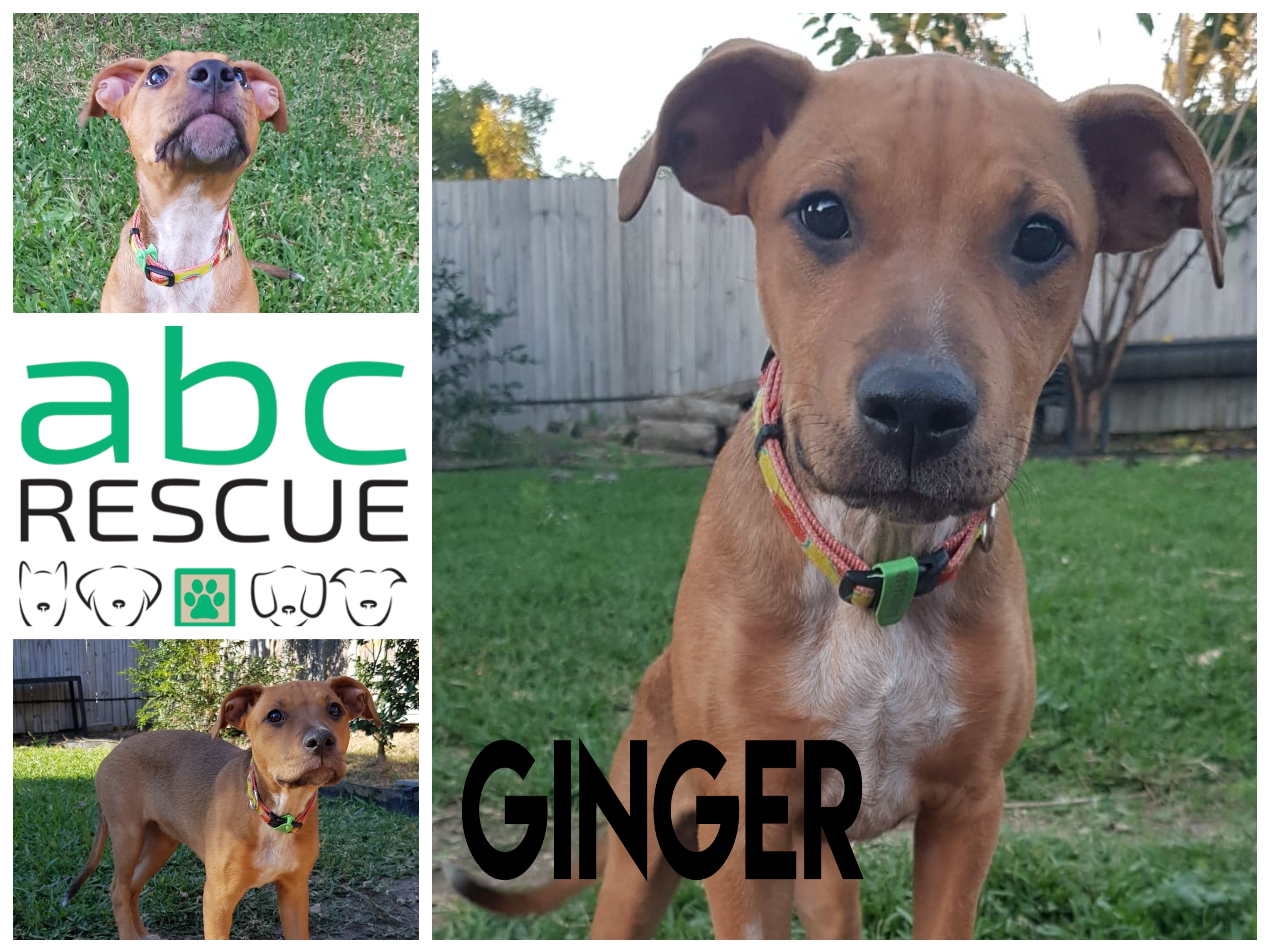Ginger - Medium Female Staffy Mix Dog in QLD - PetRescue