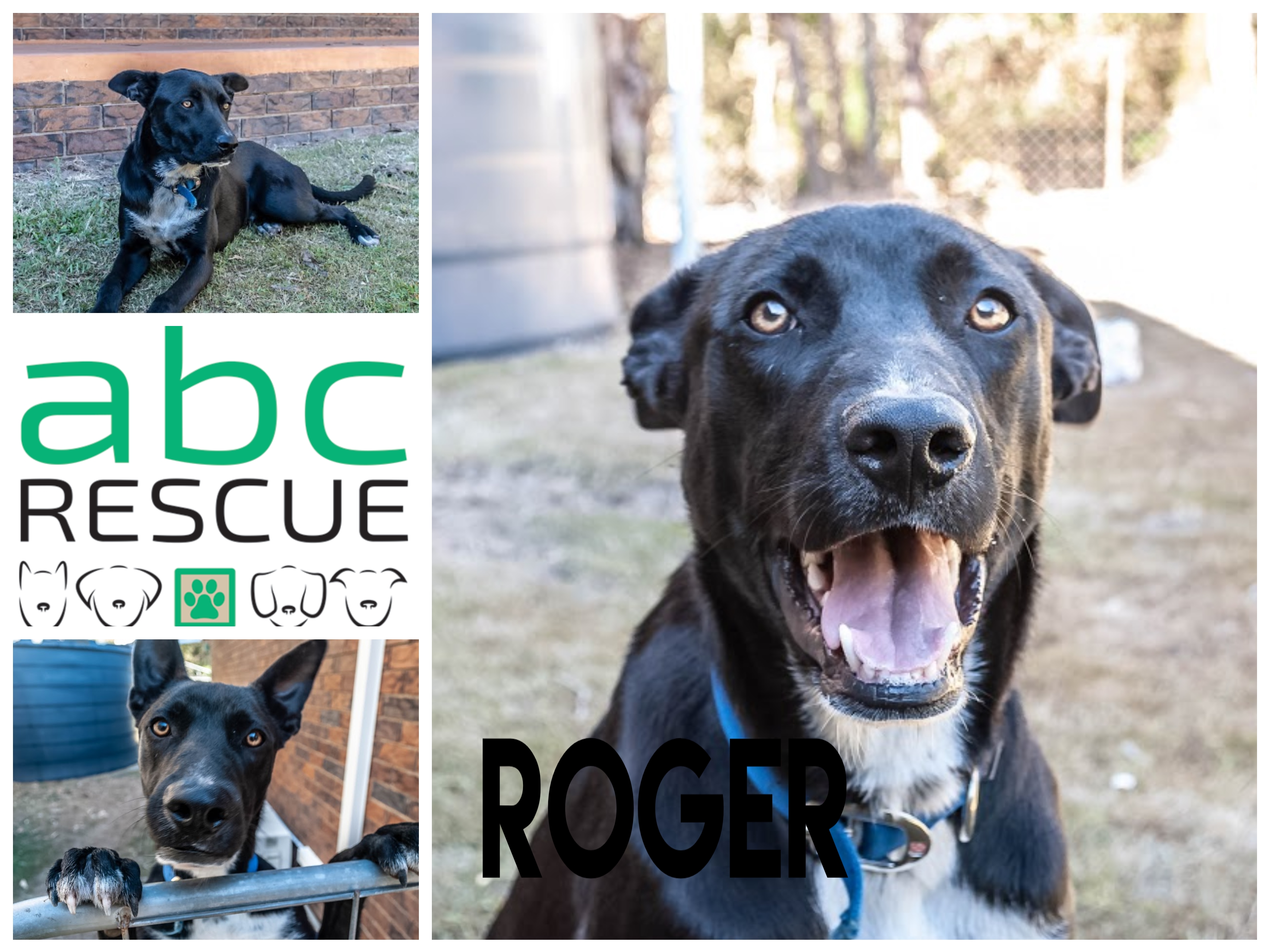 Roger (Attending The Big Adopt Out) - Large Male Border Collie x ...