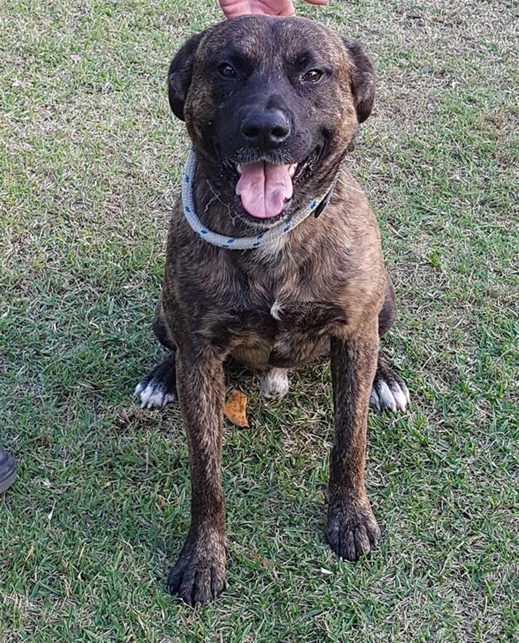 Max - Medium Male Boxer x English Staffordshire Bull Terrier Mix Dog in ...