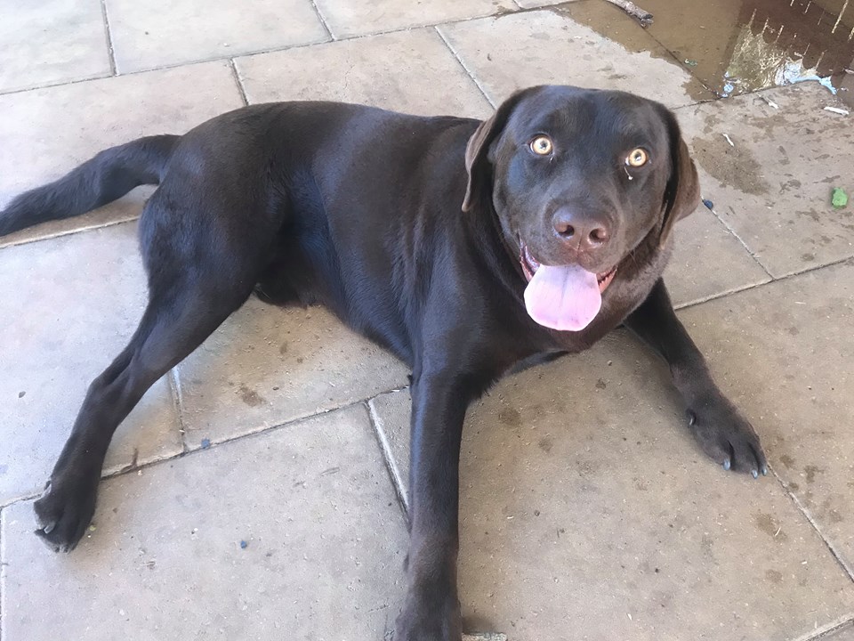 Tripod - Medium Male Labrador Dog in QLD - PetRescue