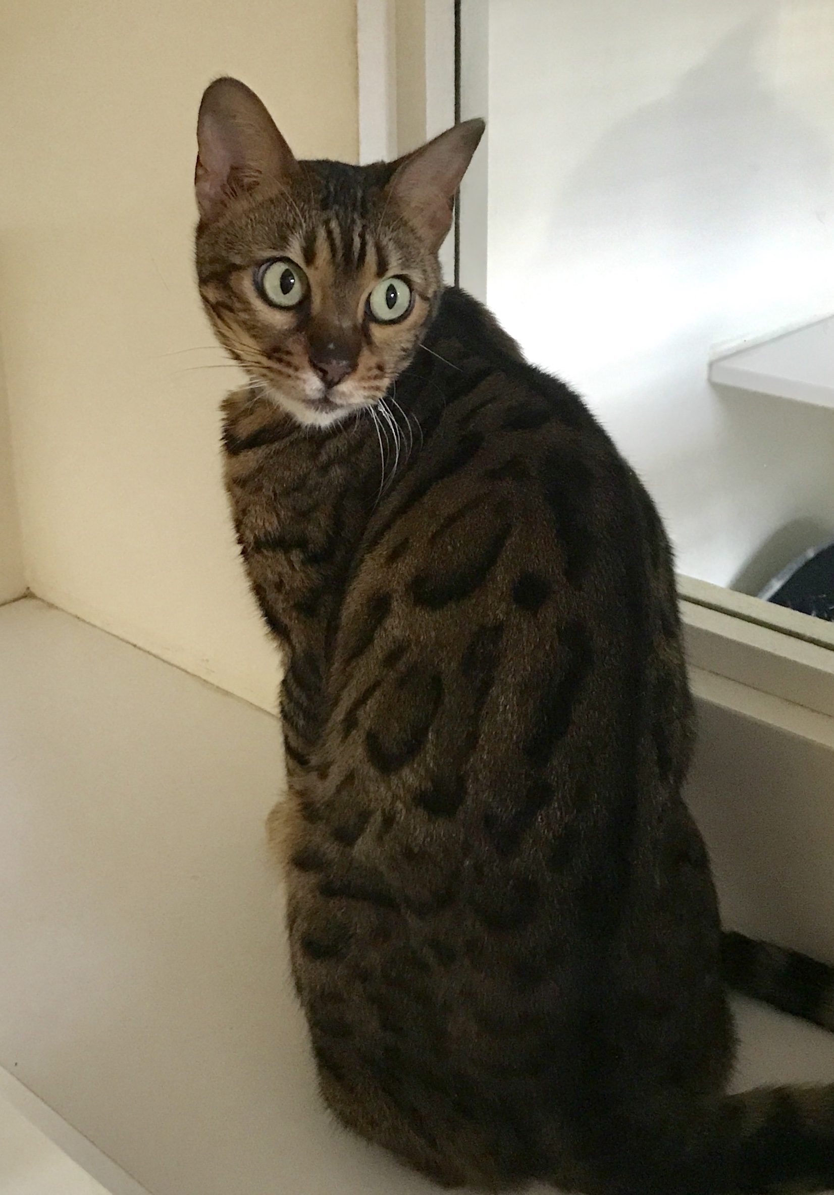 Meera - Female Bengal Cat in NSW - PetRescue