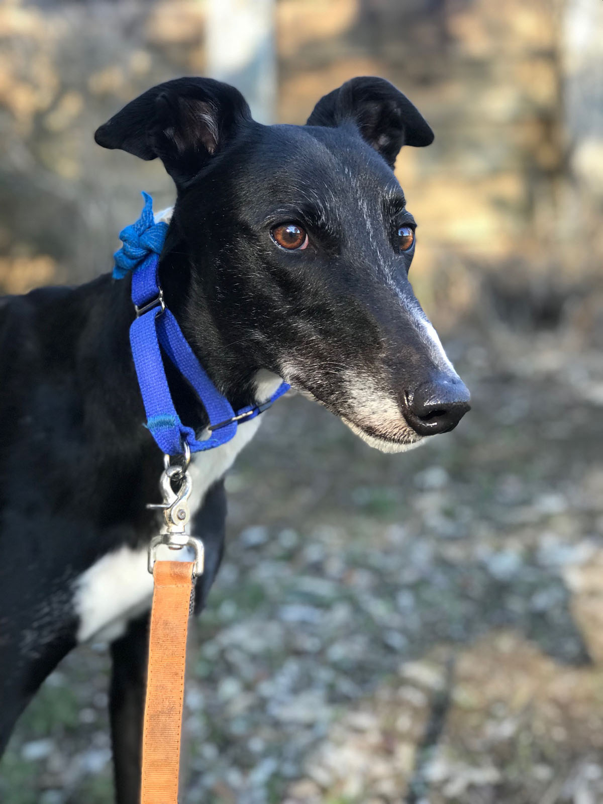 Slick - Large Male Greyhound Dog in NSW - PetRescue