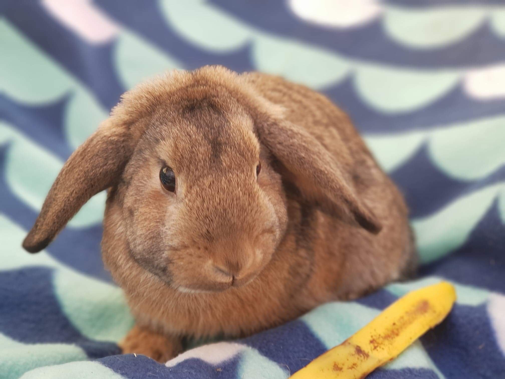 Sam - Male Lop Eared Mix Rabbit in VIC - PetRescue