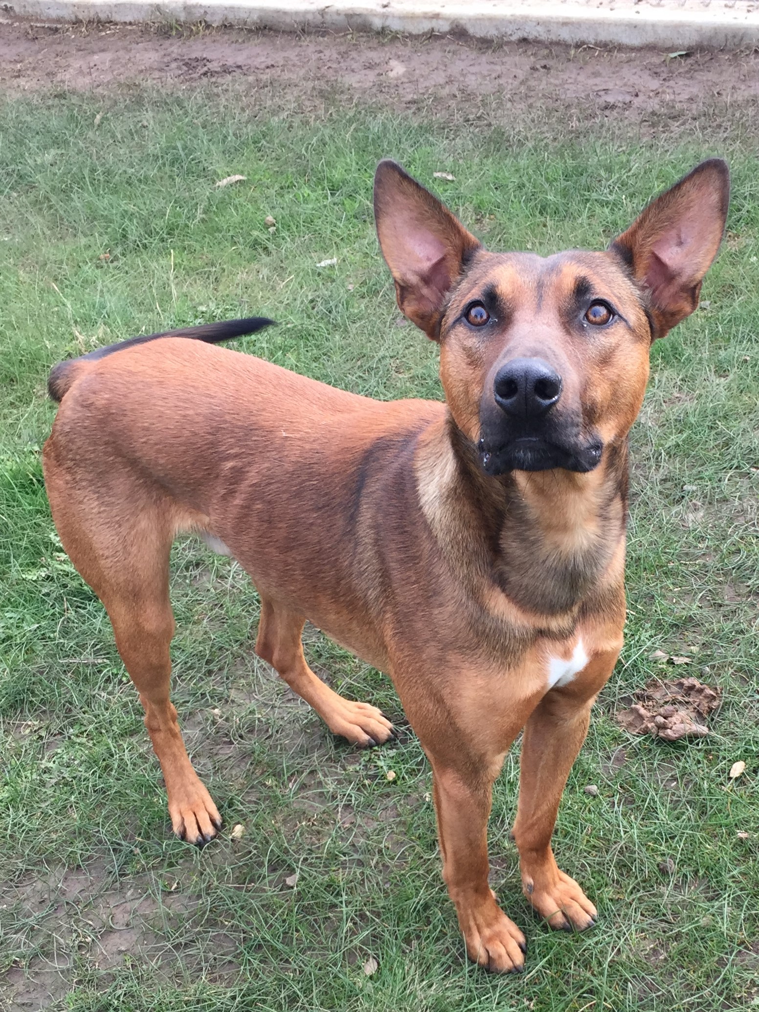 Toffee - Large Male Kelpie x Rhodesian Ridgeback Mix Dog in VIC - PetRescue