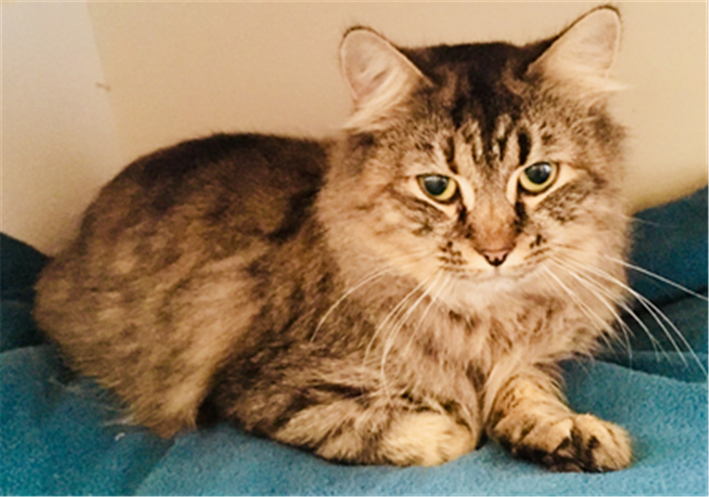 Tiggee - Female Domestic Medium Hair Mix Cat in WA - PetRescue