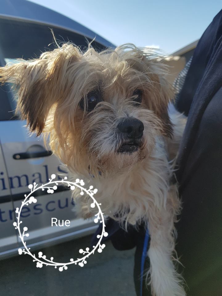 Rue - Small Female Shih Tzu Mix Dog in NSW - PetRescue
