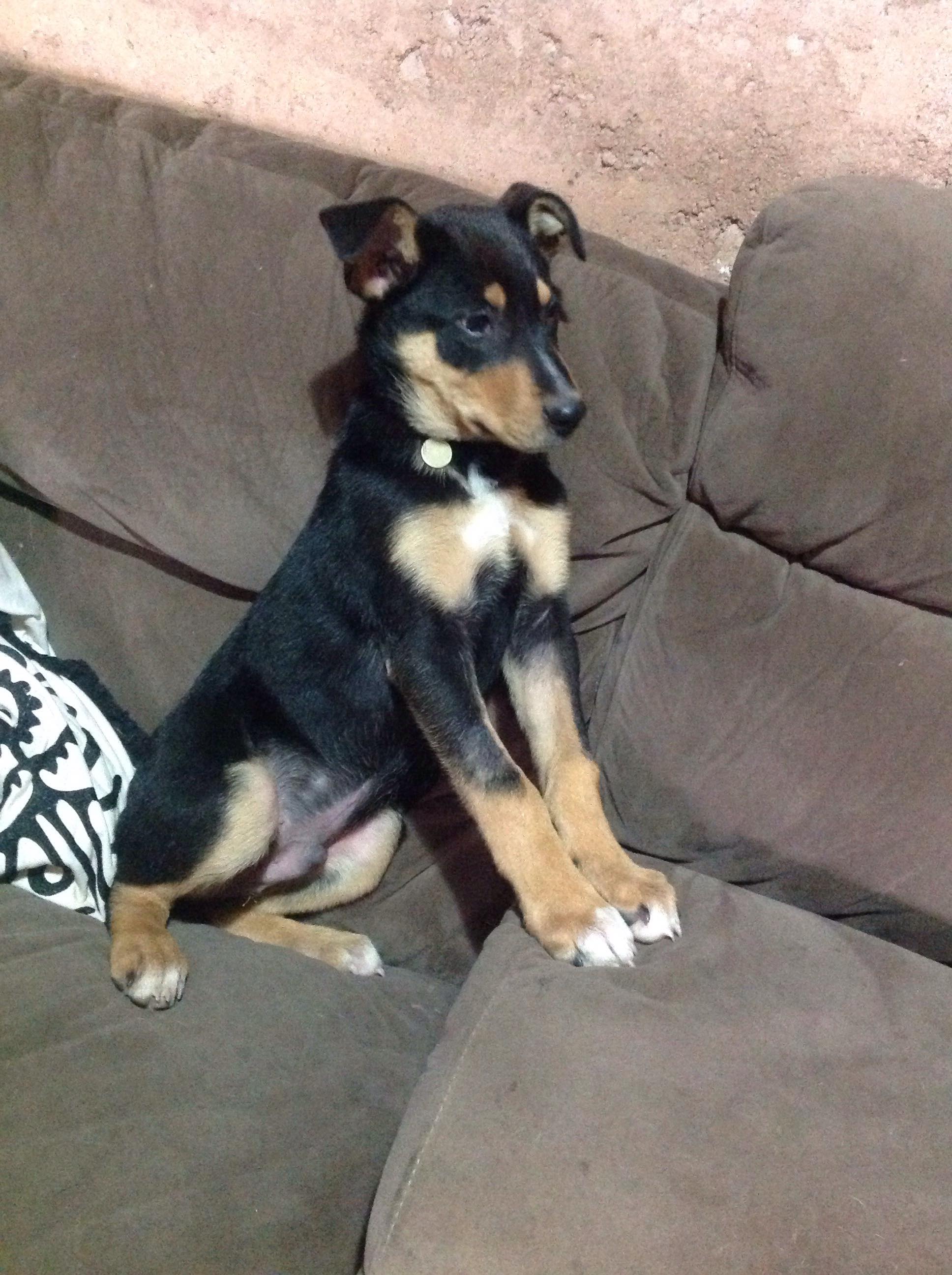 kovu - Medium Male Kelpie Dog in VIC - PetRescue